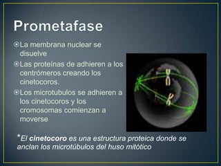 Nucleo, amitosis y mitosis | PPTX