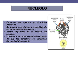 Nucleo celular | PPTX