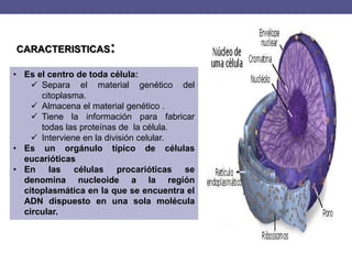 Nucleo celular | PPTX