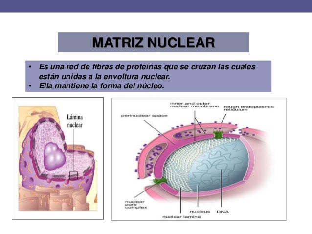 Nucleo celular