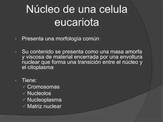 Nucleo celular | PPTX