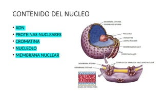 El núcleo celular: Centro de control genético | PPTX
