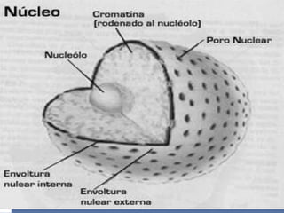 Nucleo celular[1] | PPTX