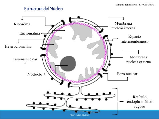 Nucleo Celular