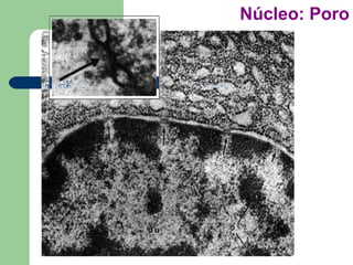 Núcleo celular Biologia salud humana.pdf
