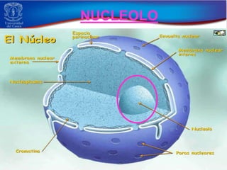 Nucleo celular biologia | PPT | Descarga Gratuita