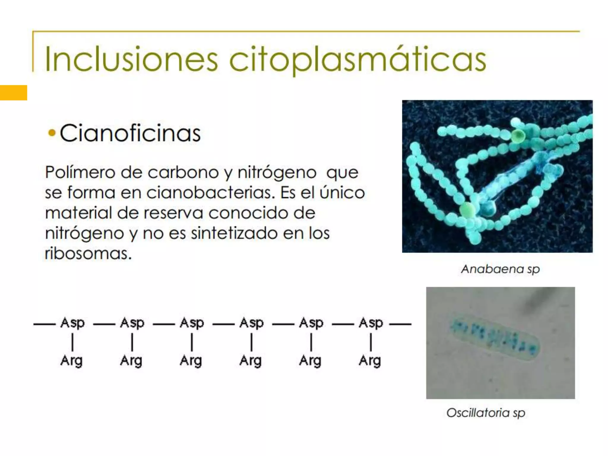 Nucleoide, endosporas e inclusiones citoplasmática | PPTX