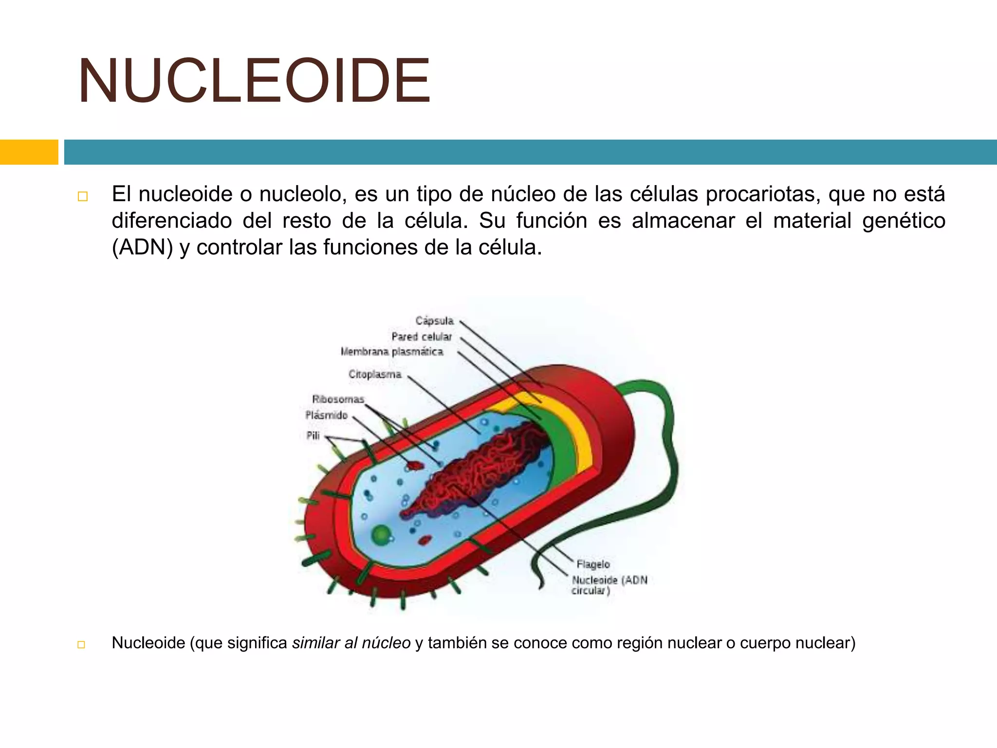 Nucleoide, endosporas e inclusiones citoplasmática | PPTX