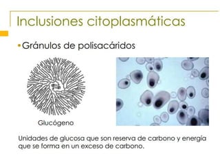 Nucleoide, endosporas e inclusiones citoplasmática | PPTX