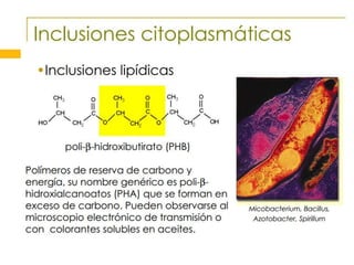 Nucleoide, endosporas e inclusiones citoplasmática | PPTX