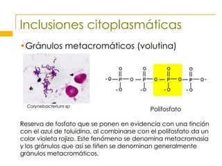 Nucleoide, endosporas e inclusiones citoplasmática | PPTX
