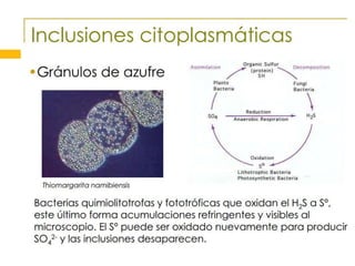 Nucleoide, endosporas e inclusiones citoplasmática | PPTX