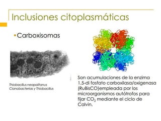Nucleoide, endosporas e inclusiones citoplasmática | PPTX