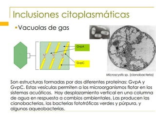 Nucleoide, endosporas e inclusiones citoplasmática | PPTX