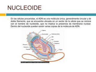 Nucleoide, endosporas e inclusiones citoplasmática | PPTX