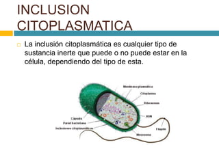 Nucleoide, endosporas e inclusiones citoplasmática | PPTX