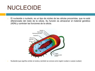 Nucleoide, endosporas e inclusiones citoplasmática | PPT