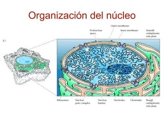Nucleo interfasico comp.ppt.pdf. Del Cooper | PDF
