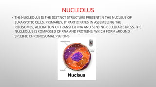 Cell biology - NUCLEOLUS, NUCLEOPLASM, CHROMATIN.pptx