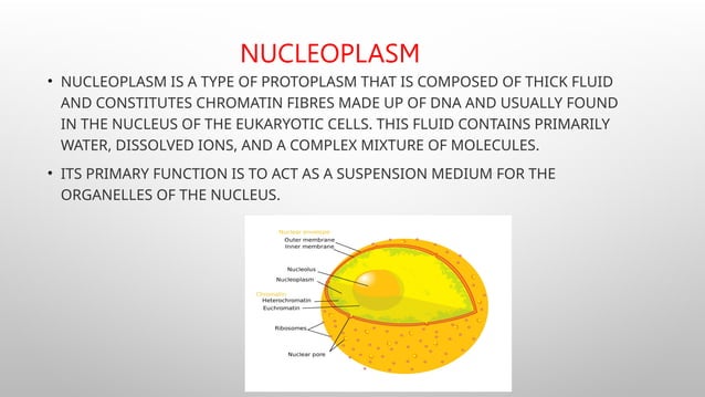 Cell biology - NUCLEOLUS, NUCLEOPLASM, CHROMATIN.pptx