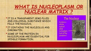 Nucleoplasm