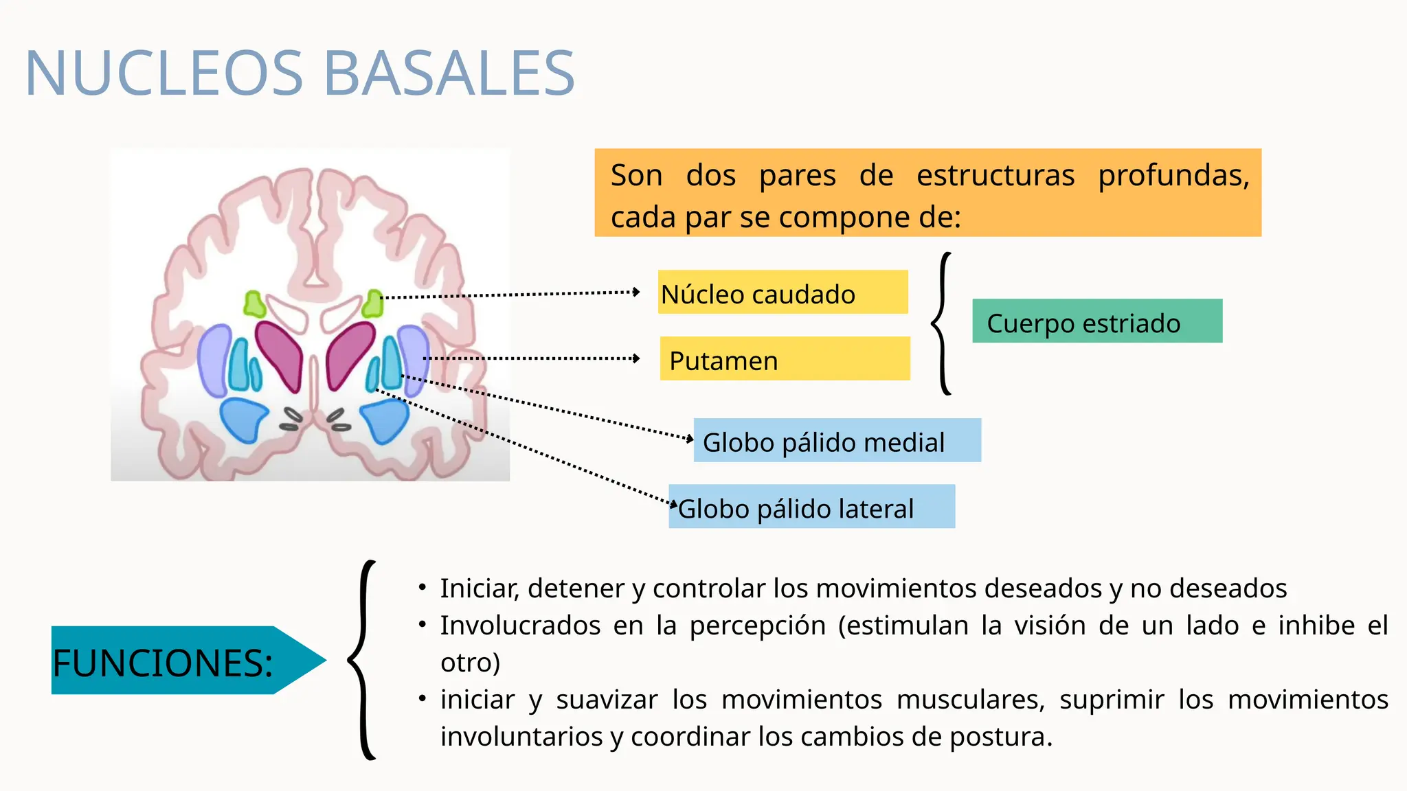 NUCLEOS BASALES.pptxNUCLEOS BASALES.pptx