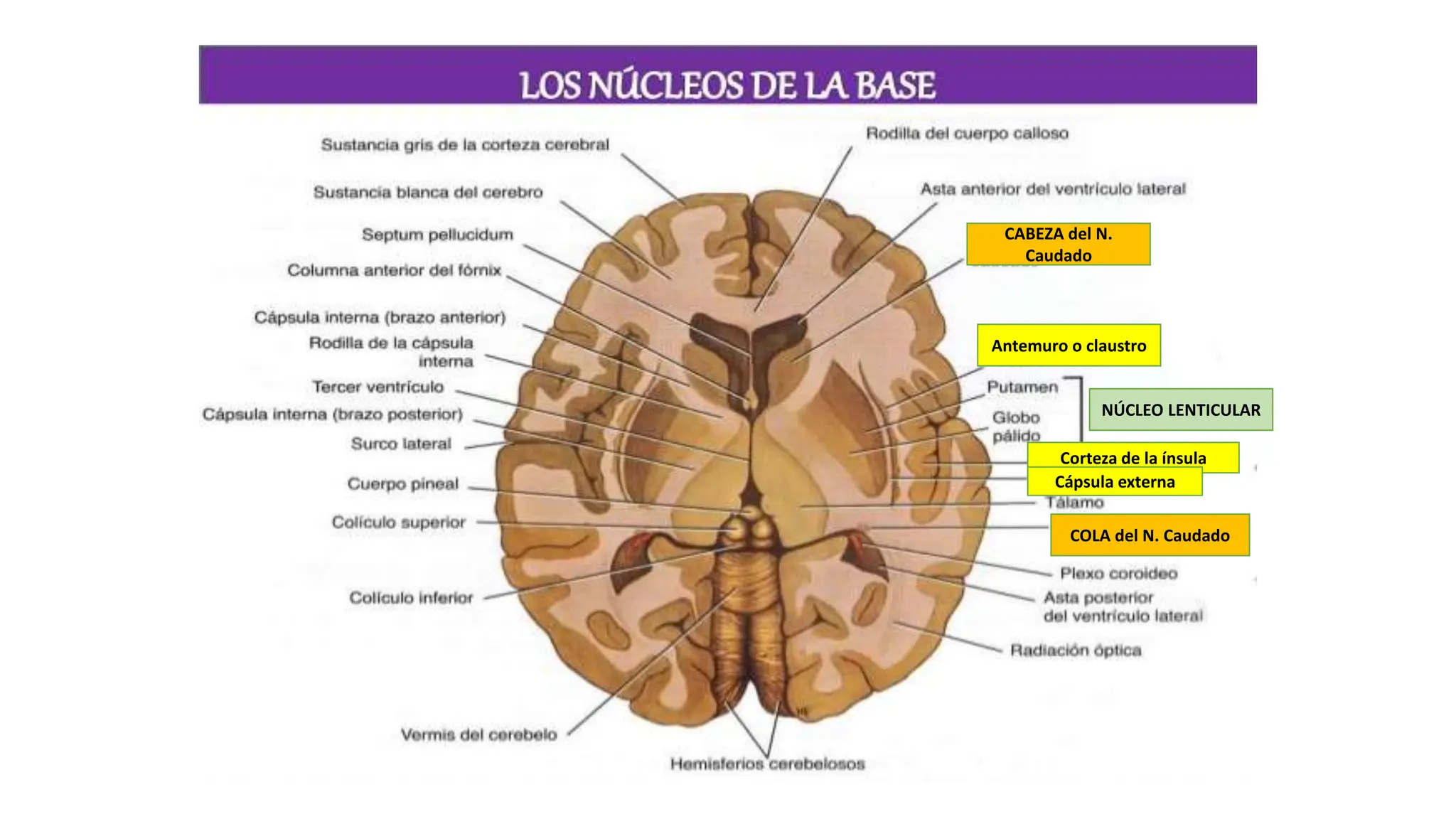 Nucleos de la base (anatomia) 2023.pptx