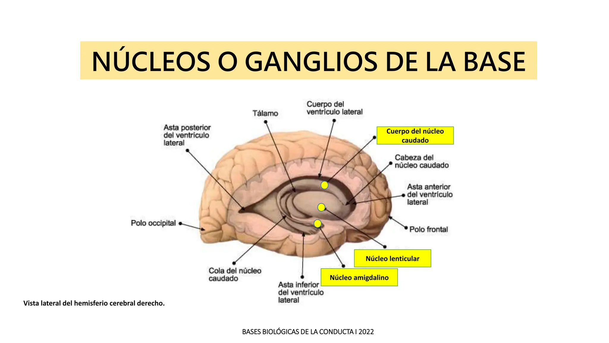 Nucleos de la base (anatomia) 2023.pptx