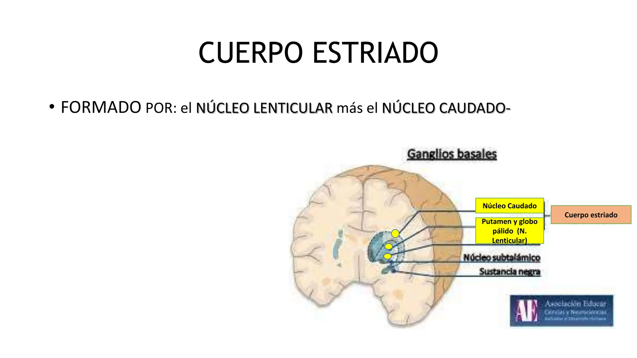 Nucleos de la base (anatomia) 2023.pptx
