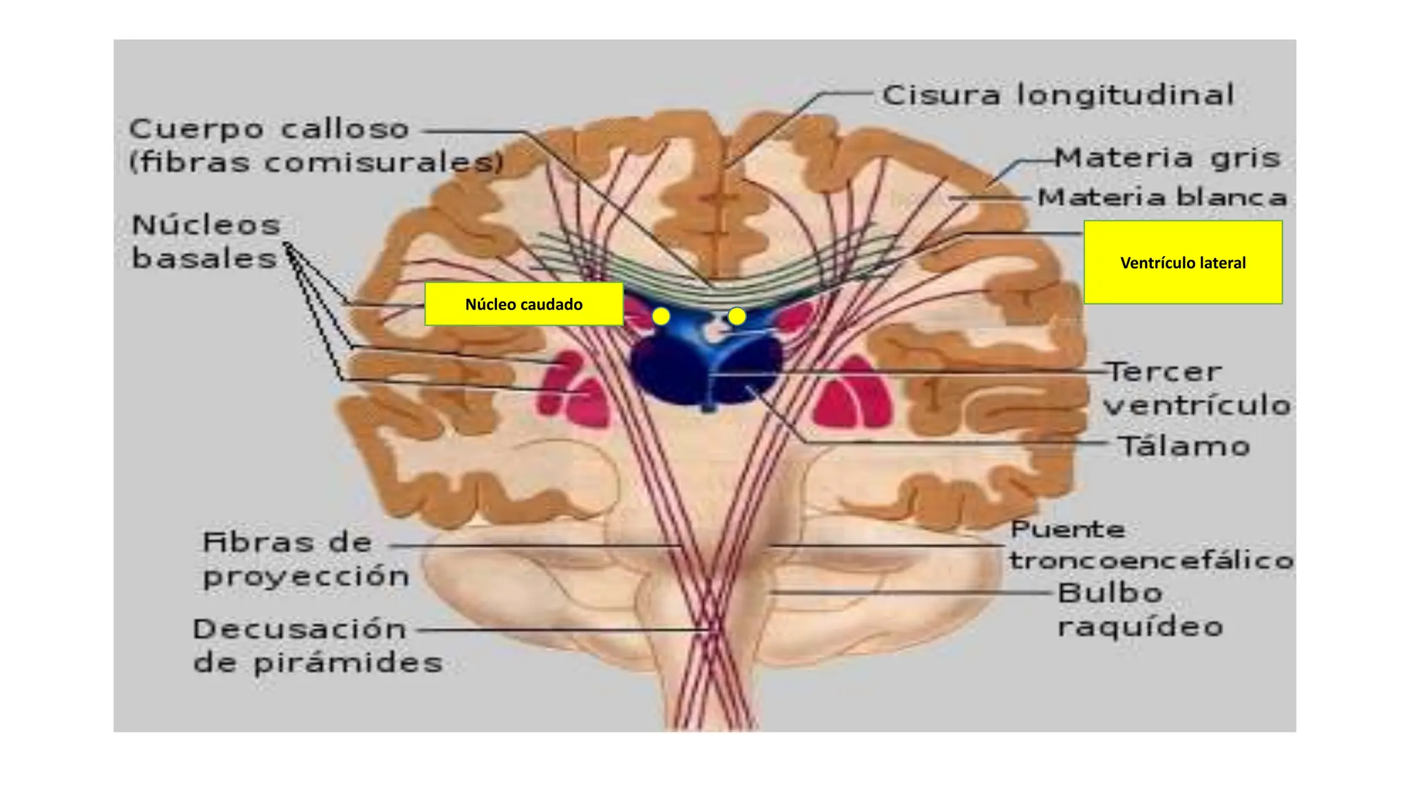 Nucleos de la base (anatomia) 2023.pptx