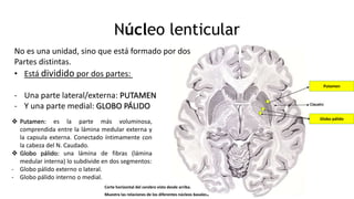 Nucleos de la base (anatomia) 2023.pptx