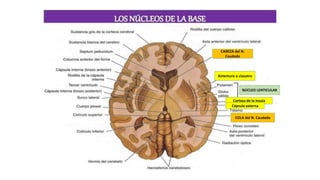 Nucleos de la base (anatomia) 2023.pptx