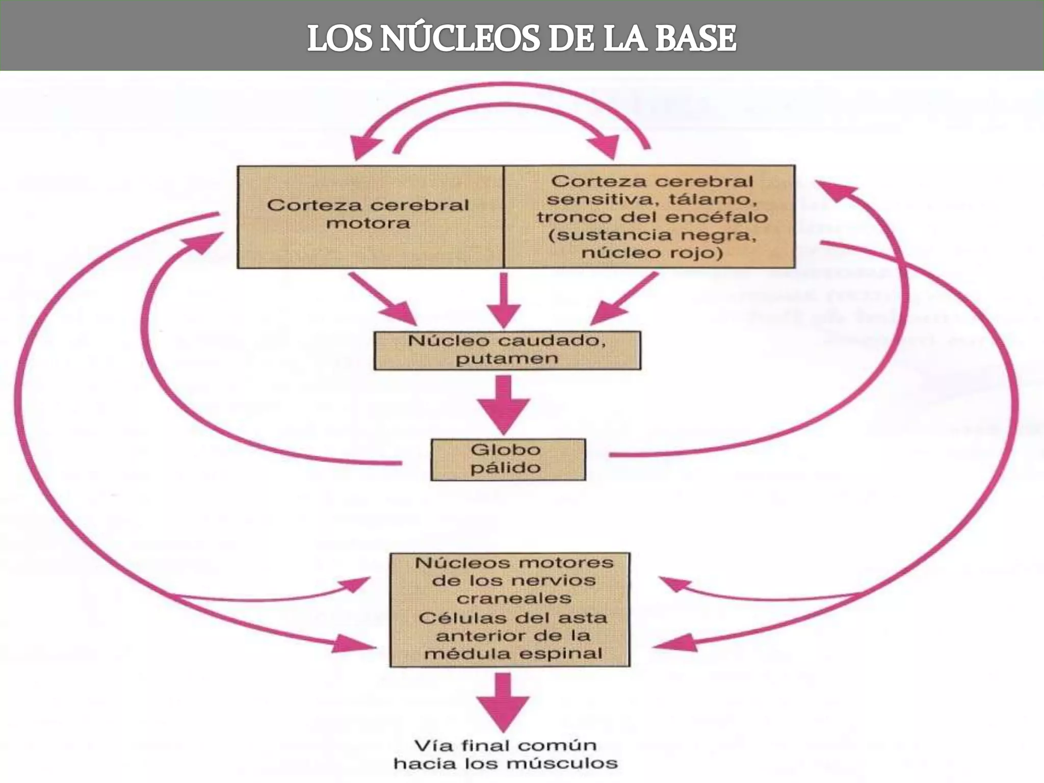 Nucleos grises de la base | PPTX | Brain and Nervous System Disorders ...