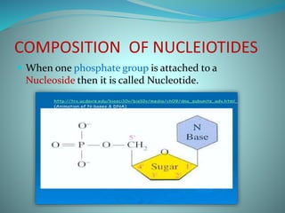 Nucleosids | PPT
