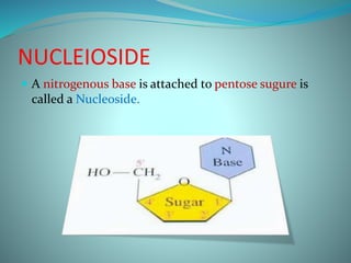 Nucleosids | PPTX