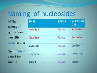 Nucleosids | PPT