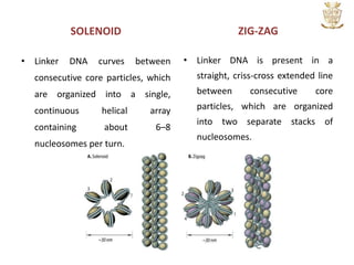 LEVELS OF CHROMATIN ORGANIZATION | PPTX