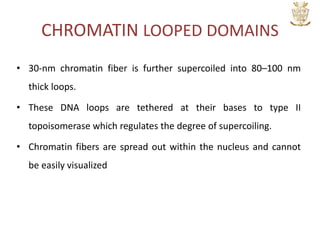LEVELS OF CHROMATIN ORGANIZATION | PPTX