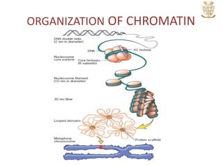 LEVELS OF CHROMATIN ORGANIZATION | PPTX