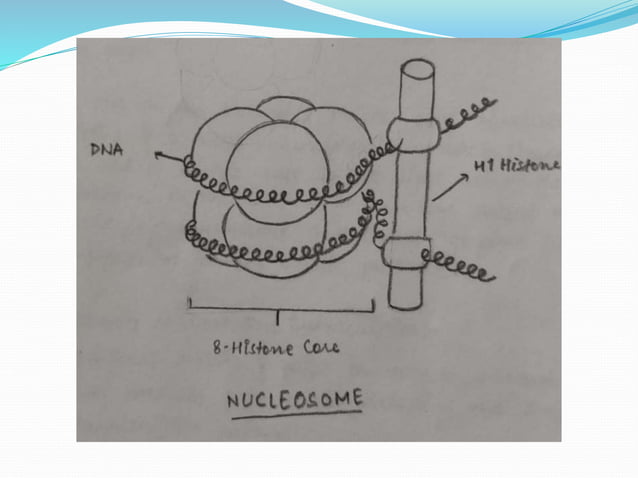 Nucleosome | PPTX | Genetics | Science