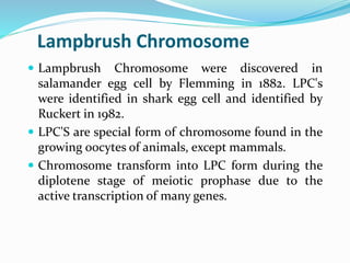 Nucleosome | PPTX