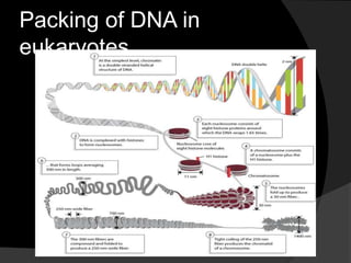 Nucleosome and chromatin | PPTX