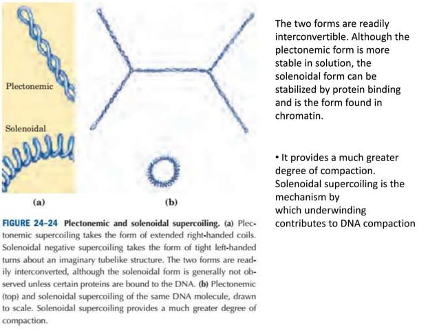 Nucleosome and chromatin structure | PPTX