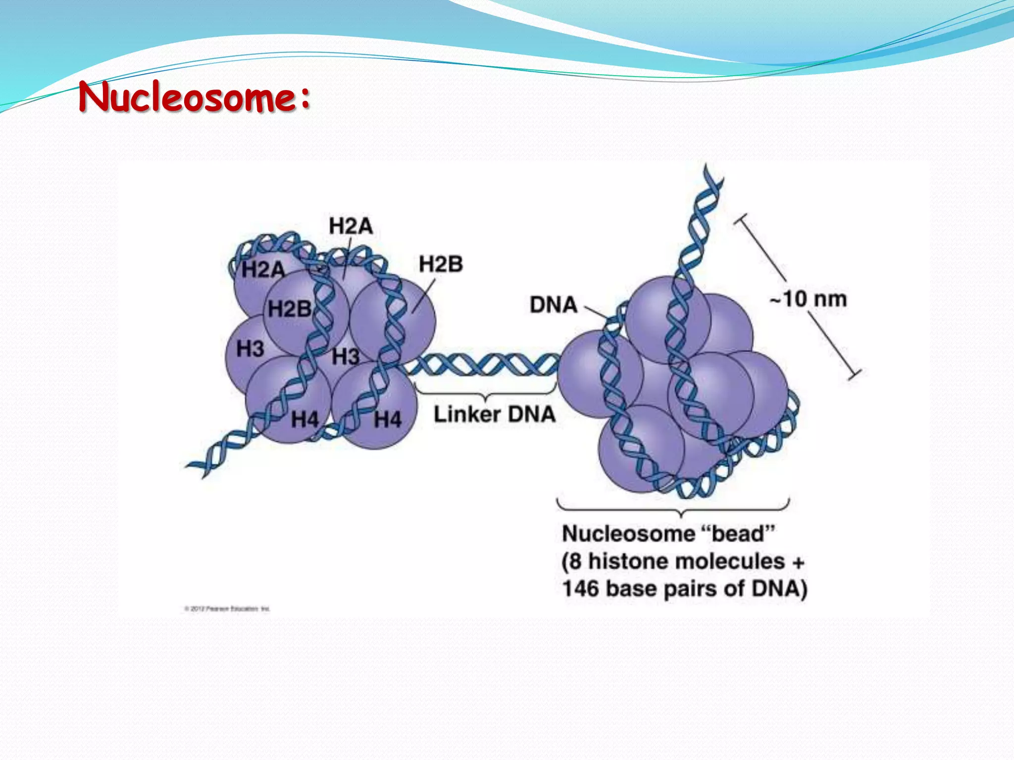 Nucleosome and histones | PPTX