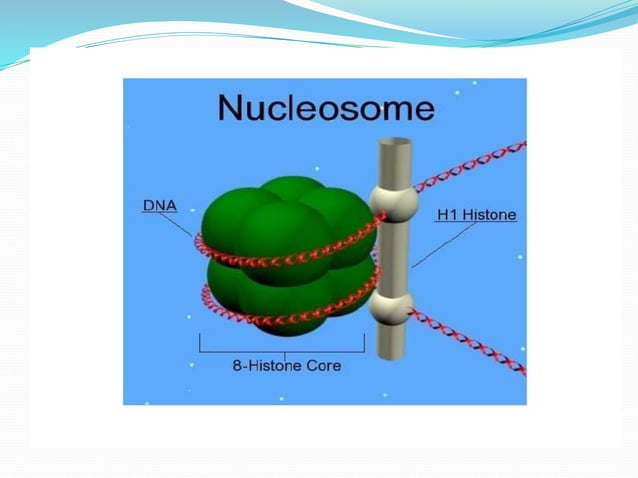 Nucleosome and histones | PPTX | Chemistry | Science