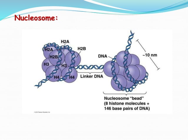 Nucleosome and histones | PPTX | Chemistry | Science