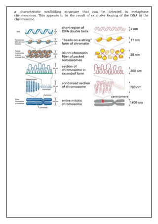 NUCLEOSOME MODEL OF CHROMOSOME | PDF