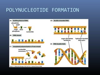 Nucleotida.. | PPT