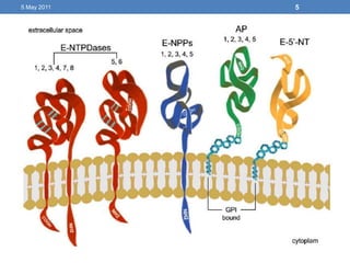Nucleotidase | PPTX | Chemistry | Science