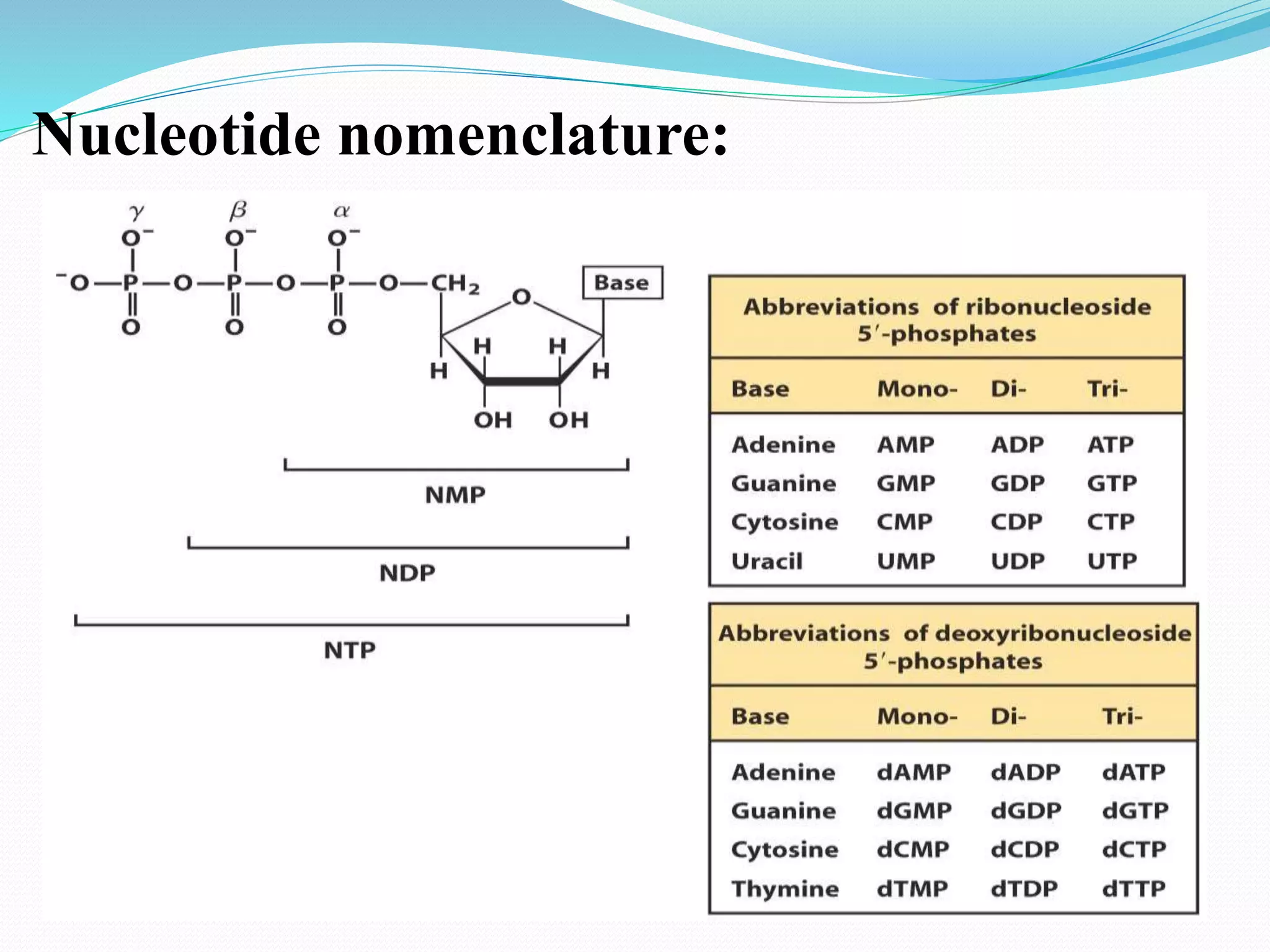 Nucleotide | PPTX